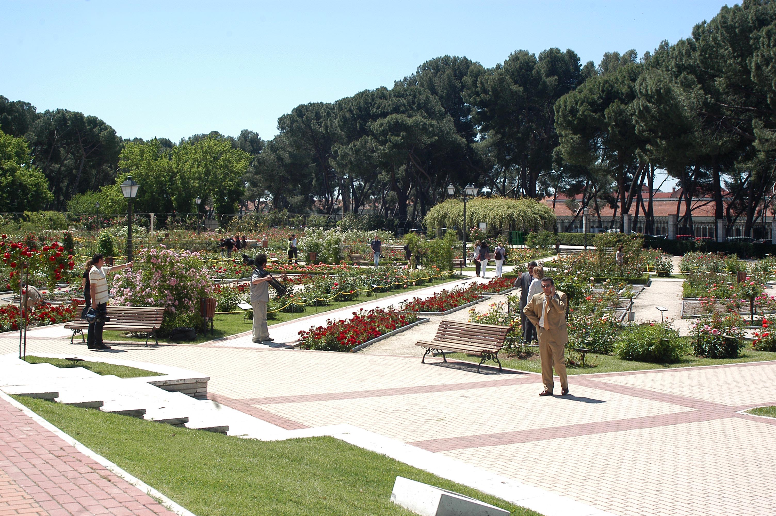 La mejor rosa en el Parque del Oeste - Ayuntamiento de Madrid